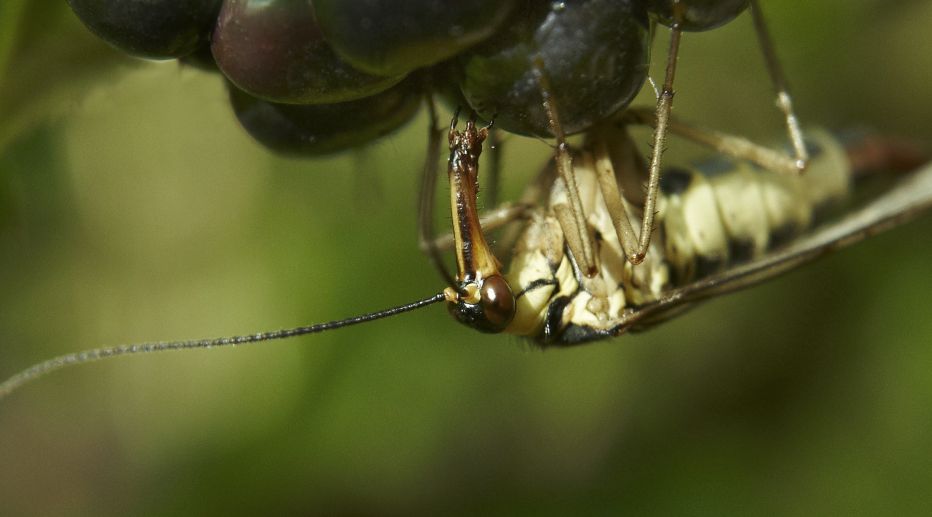 Species of the day: Scorpionflies | Sussex Wildlife Trust