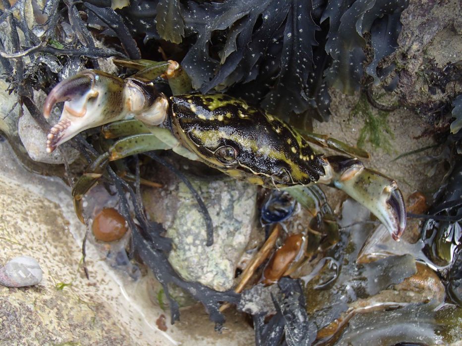 Species of the day: Common Shore Crab | Sussex Wildlife Trust