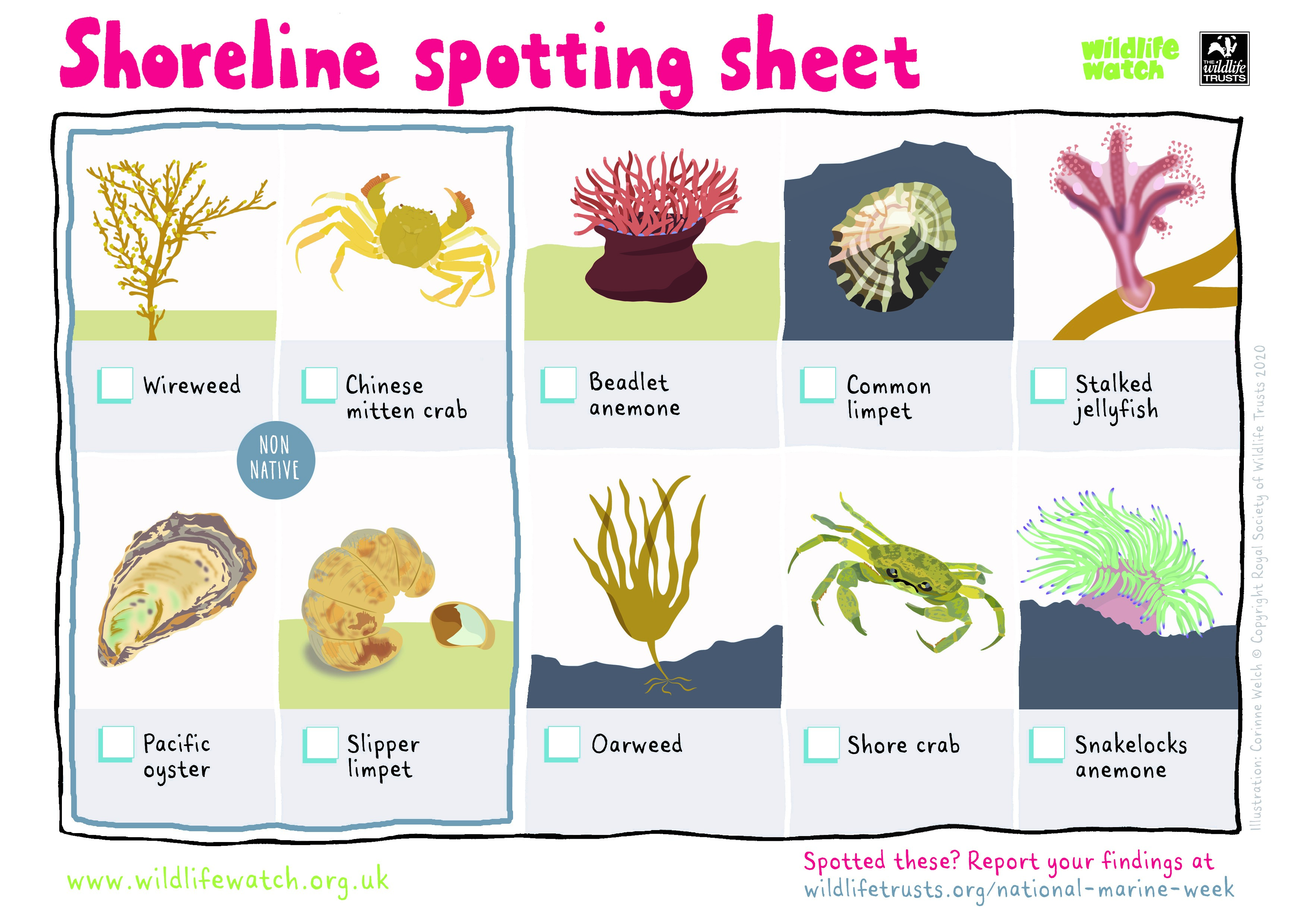 Welcome to National Marine Week - Explore the Shore | Sussex Wildlife Trust