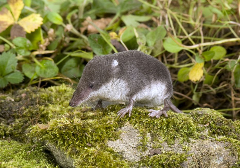 Corona Wildlife Diary: Day Fifty-seven | Sussex Wildlife Trust