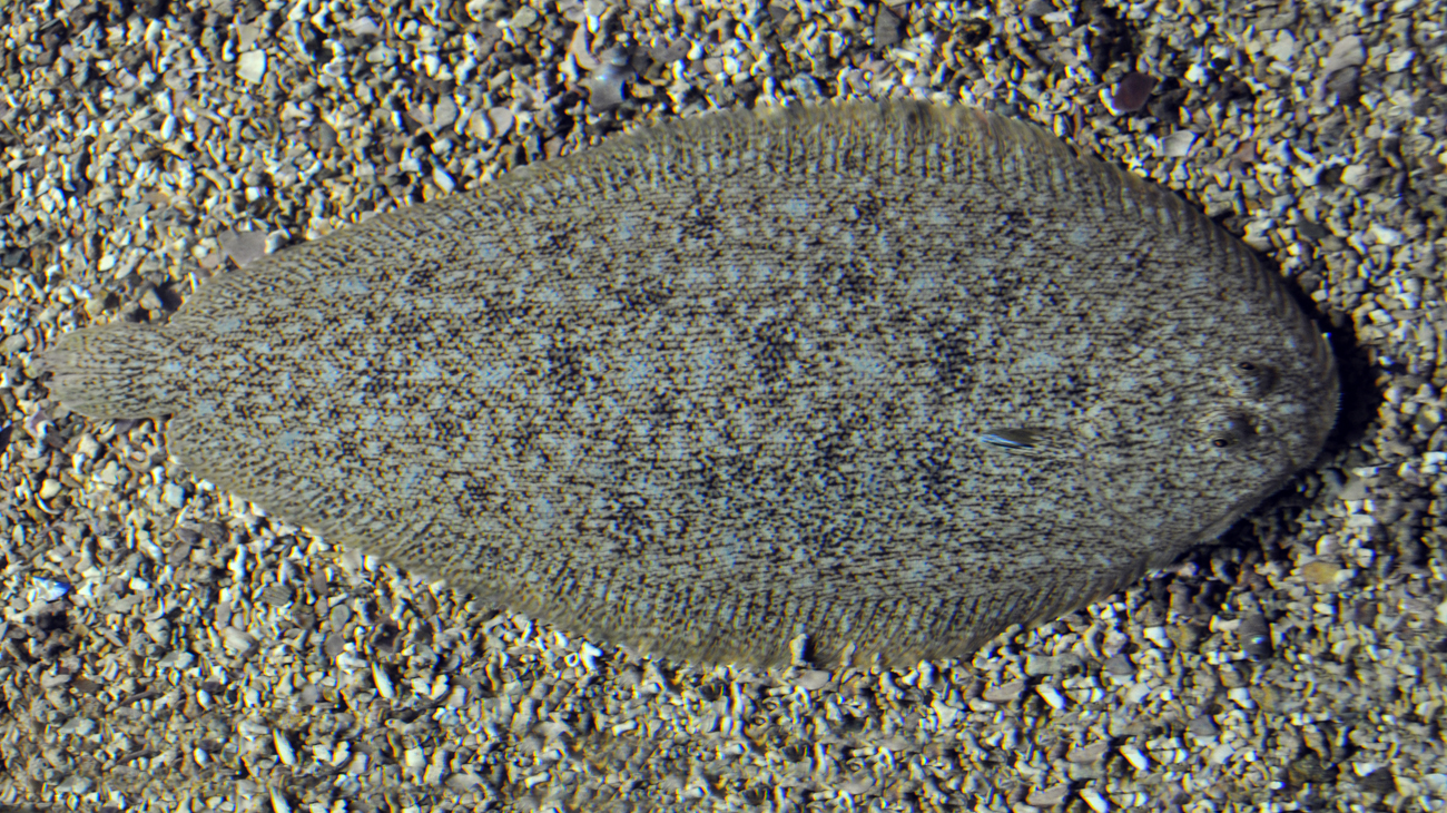 Fish tail tales | Sussex Wildlife Trust