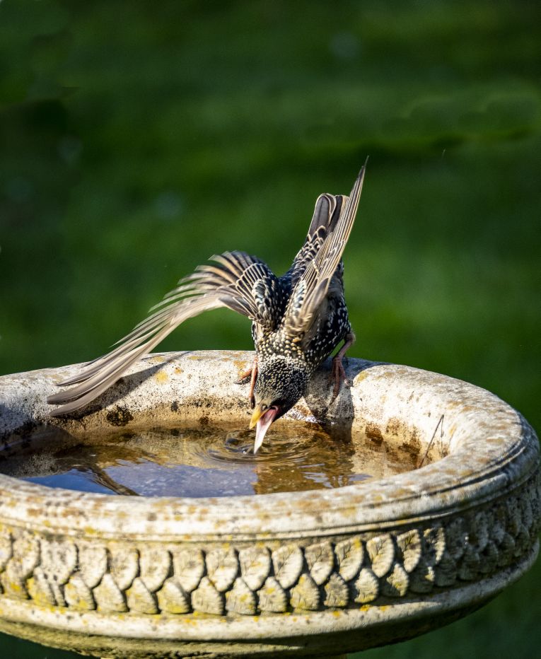 What you can do for wildlife in winter | Sussex Wildlife Trust
