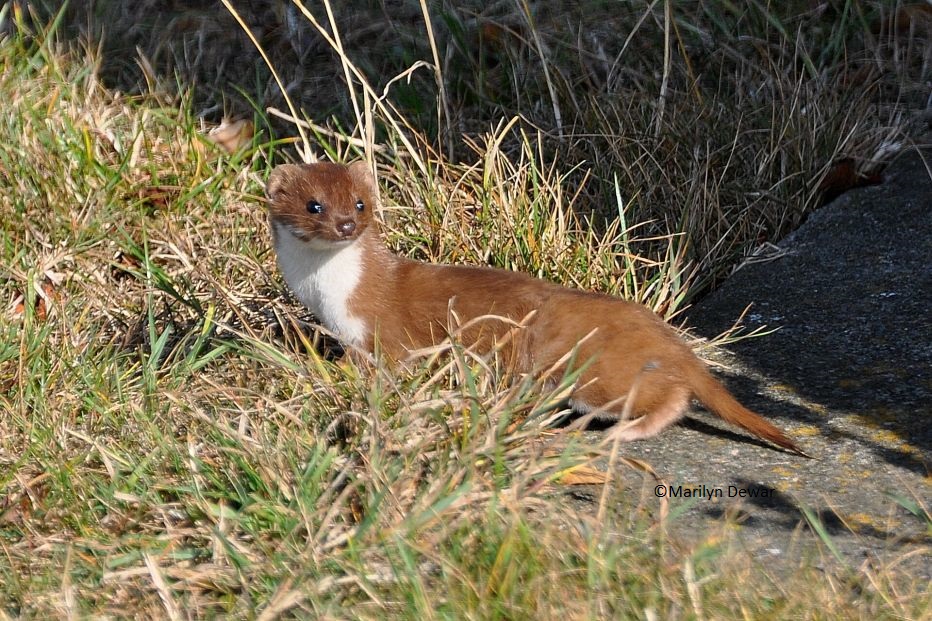 How do you tell the difference between a Stoat and a Weasel? | Sussex ...