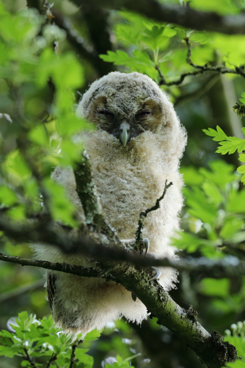 Species of the day: Tawny Owl | Sussex Wildlife Trust