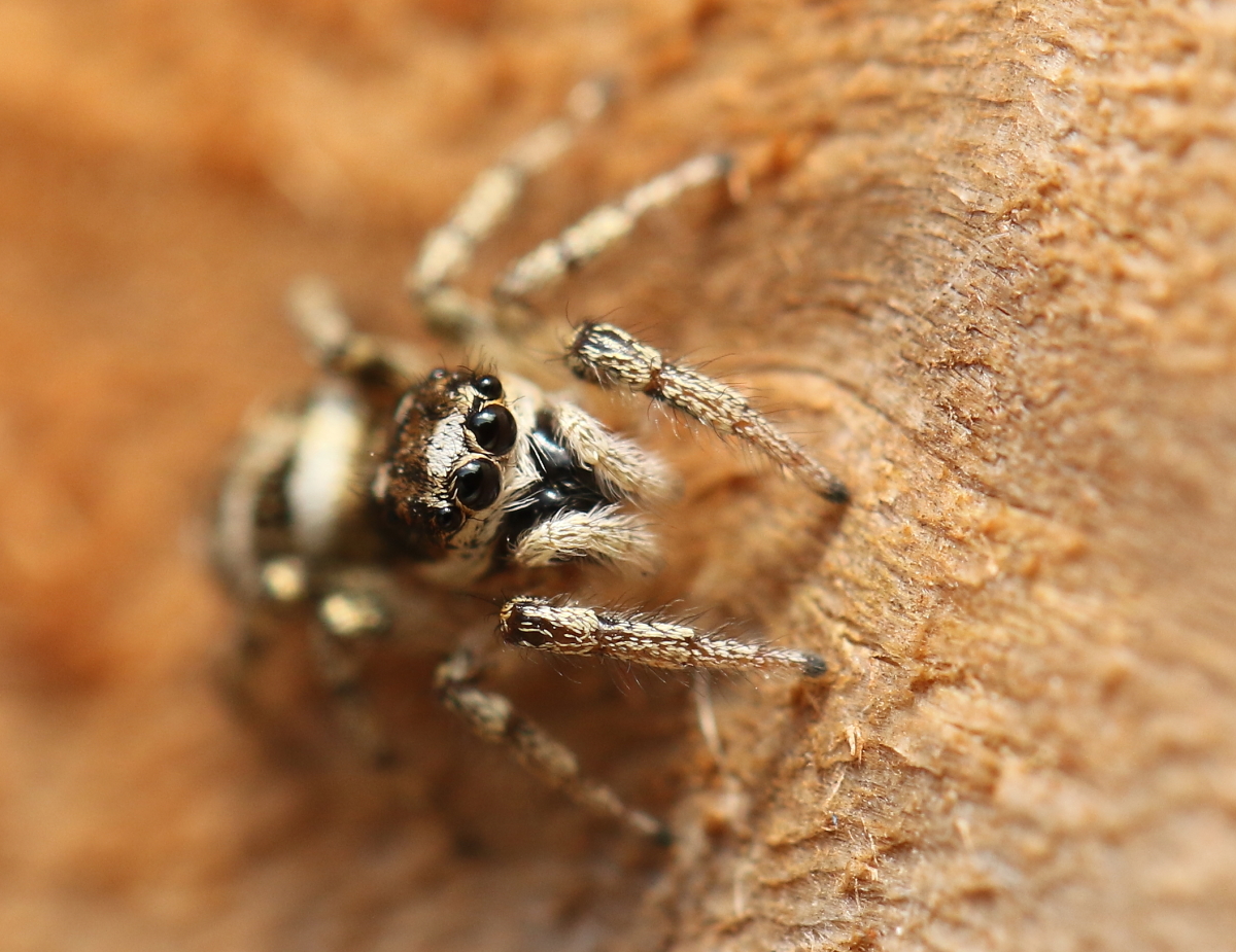 Species of the day: Zebra Spider | Sussex Wildlife Trust